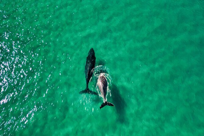 Whale Watching Ocean Kayak Tour - Final Thoughts: Is This Tour for You?