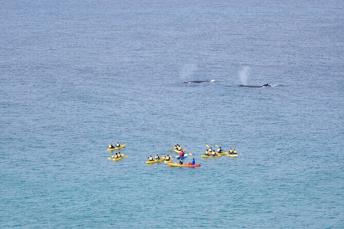 Whale Watching Ocean Kayak Tour - FAQs