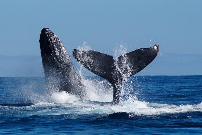 Whale Watching on 2 Level Big Boat with Breakfast and Drinks INCLUDED - A Closer Look at the Tour Experience