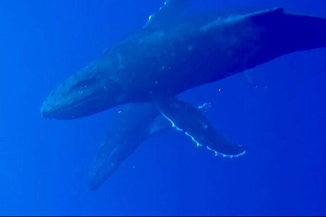 Whale Watching on Big island - Setting the Scene: What’s This Tour About?