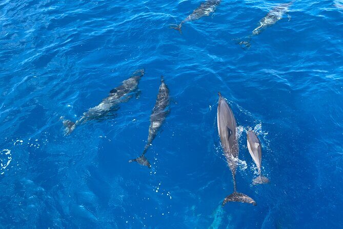 Whale Watching on Big island - The Pros and Cons