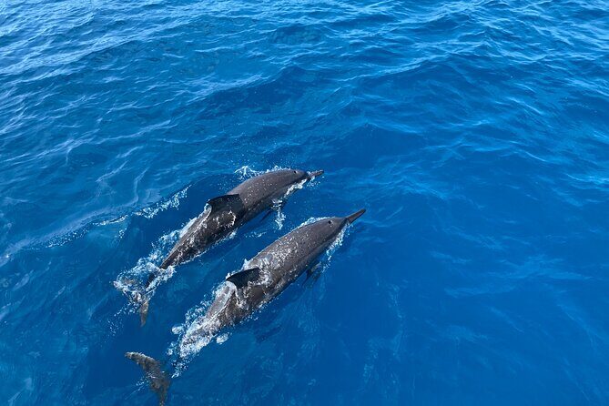 Whale Watching on Big island - The Value of This Tour