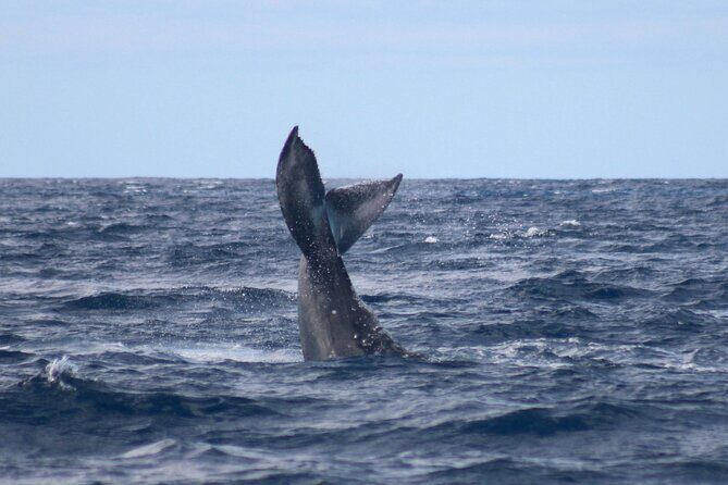 Whale Watching on Big island - How Authentic Is the Experience?