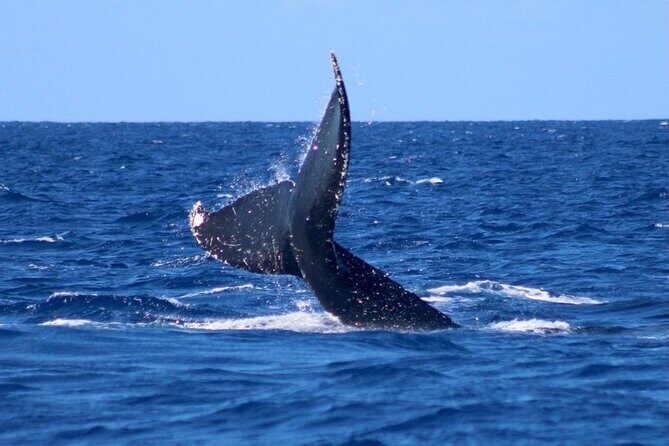 Whale Watching on Big island - Who Will Love This?