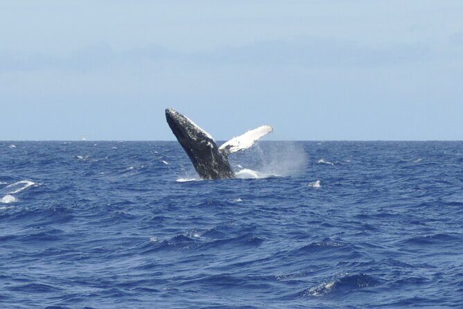 Whale Watching on Coral Princess in Bermuda - Setting the Scene: What You Can Expect on This Whale Watching Tour
