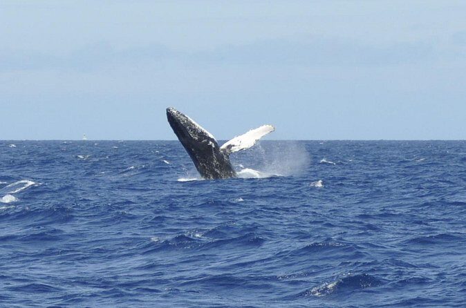 Whale Watching on Coral Princess in Bermuda - The Sum Up: Is This Tour Worth It?