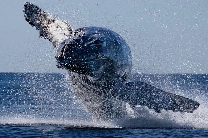 Whale Watching on Coral Princess in Bermuda - Frequently Asked Questions