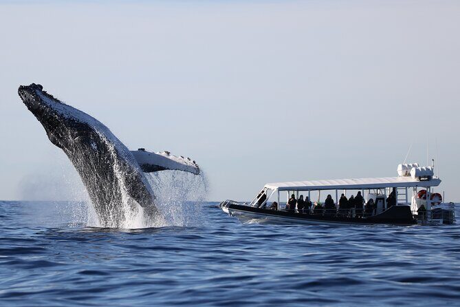 Whale Watching on Speed Boat with canopy from Sydney Harbour - Practical Details