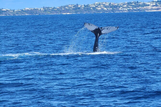 Whale Watching on Sundeck in Bermuda - An In-Depth Look at the Whale Watching Experience