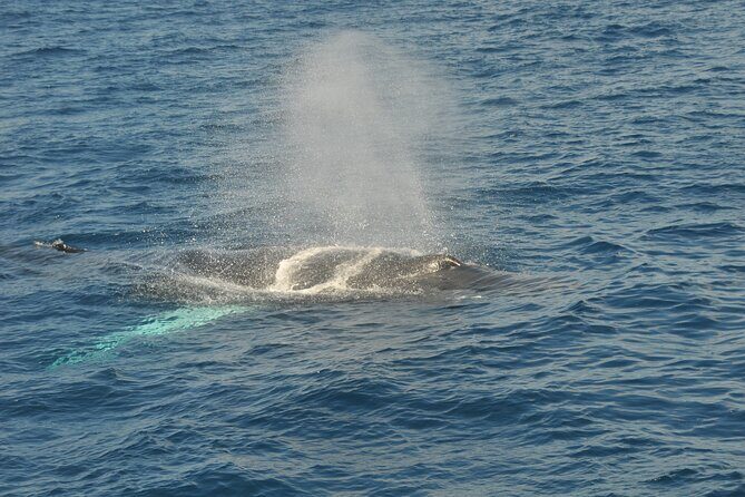 Whale Watching on Sundeck in Bermuda - FAQs