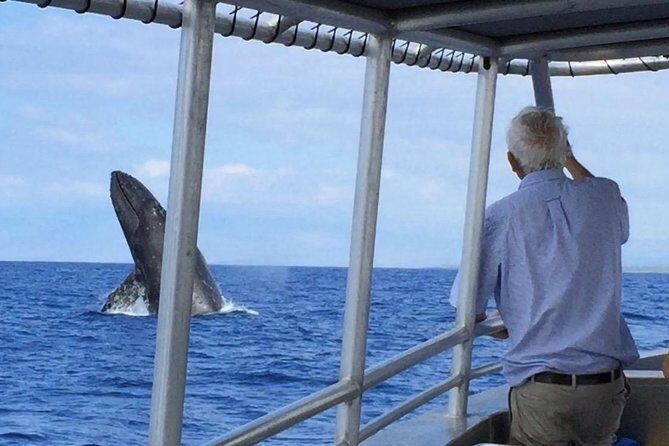 Whale Watching On The Big Island - The Itinerary: What to Expect