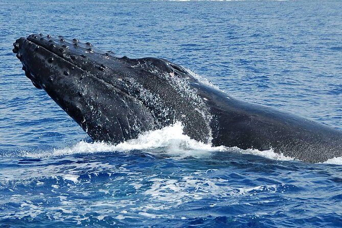 Whale Watching On The Big Island - FAQs