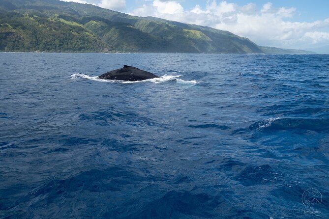 Whale watching on the preserved and quiet coast of Paea (Pk26) - Introduction: An Authentic Whale Encounter in Tahiti