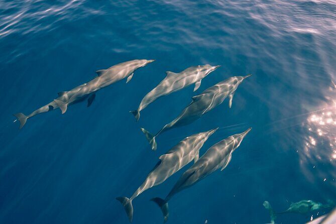 Whale Watching on "The World Famous North Shore of Oahu", Hawaii - Key Points