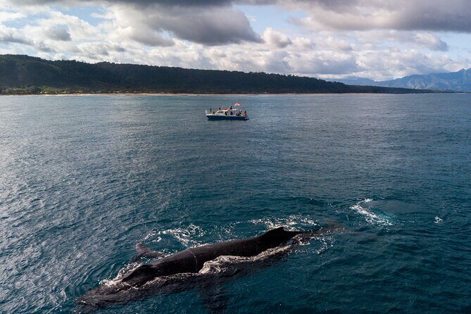 Whale Watching on "The World Famous North Shore of Oahu", Hawaii - The Value of This Tour
