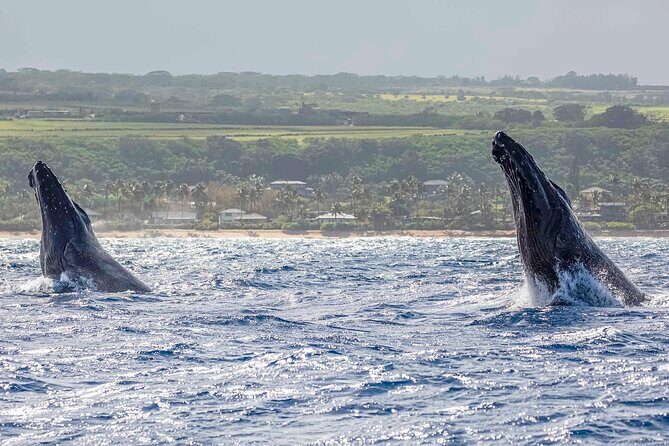 Whale Watching on "The World Famous North Shore of Oahu", Hawaii - FAQ