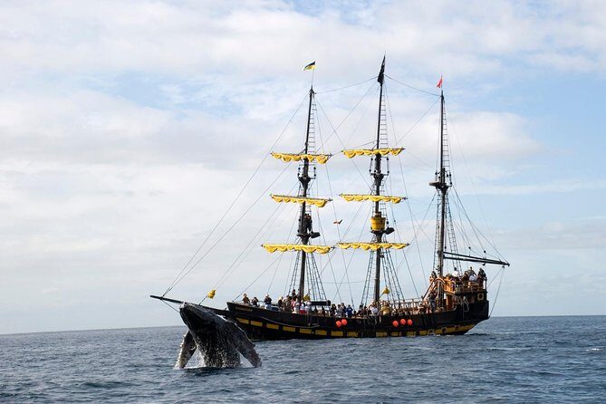 Whale-Watching Pirate Ship Cruise in Los Cabos - An In-Depth Look at the Whale-Watching Pirate Ship Cruise