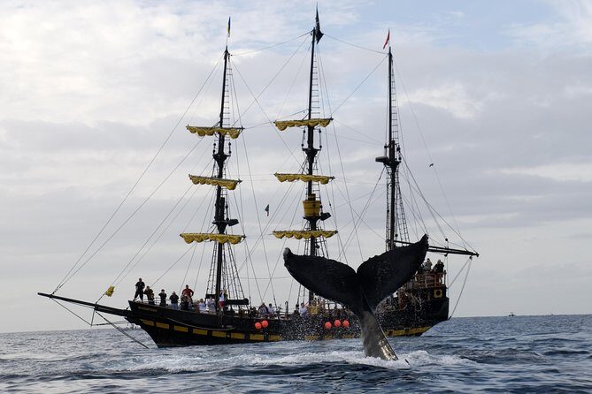Whale-Watching Pirate Ship Cruise in Los Cabos - Frequently Asked Questions (FAQs)