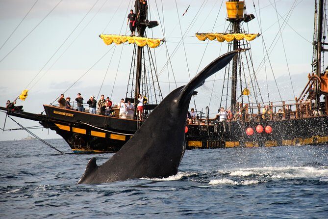 Whale-Watching Pirate Ship Cruise in Los Cabos - Final Thoughts