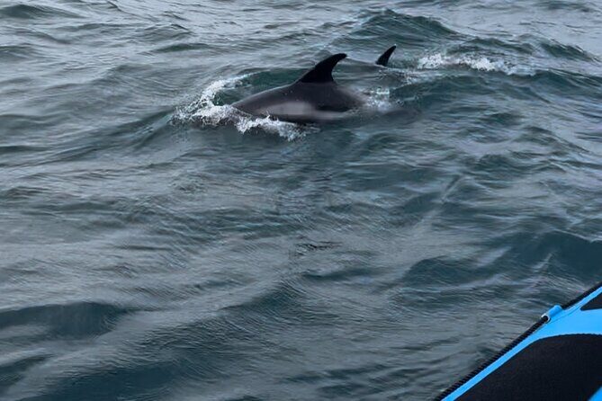 Whale Watching - RIB Boat Adventure in Kopavogur, Iceland - FAQ