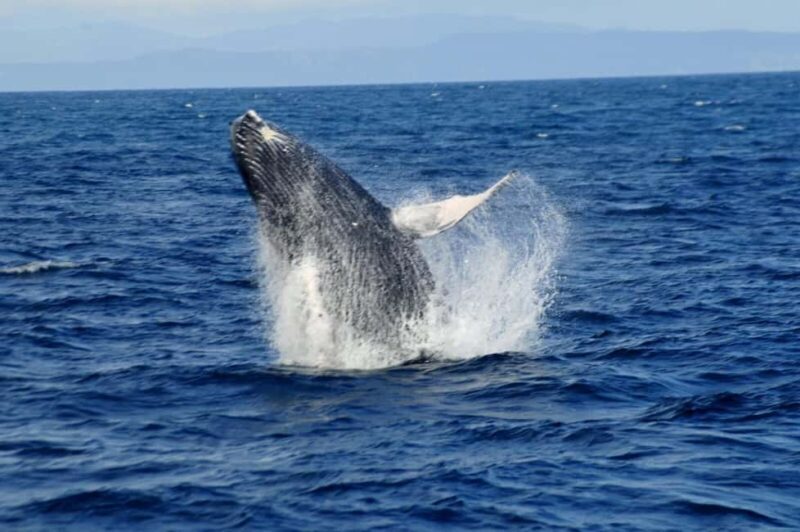 Whale Watching & Safari Tour to Montaña Redonda - Full Review: A Day of Nature, Culture, and Adventure