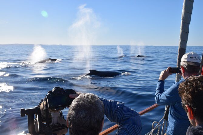 Whale Watching Sailing Experience in Sydney - Discover the Whales of Sydney on a Sailing Adventure