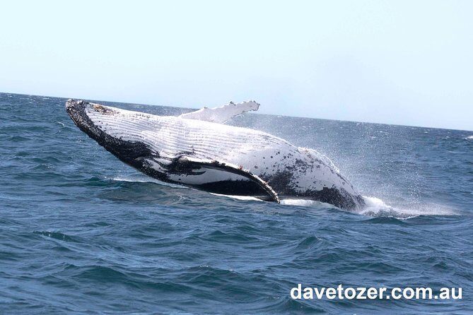 Whale Watching Sailing Experience in Sydney - Who Would Love This Experience?