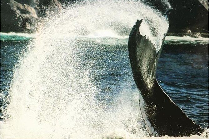 Whale Watching Sailing Experience in Sydney - Final Thoughts
