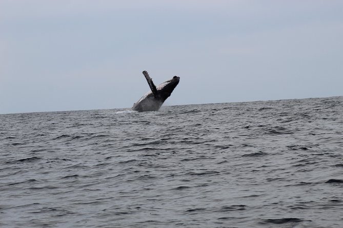 Whale Watching Shared Tour - An Overview of the Experience