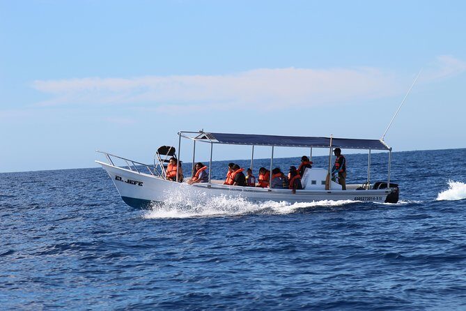 Whale Watching Shared Tour - Pricing and Value Analysis