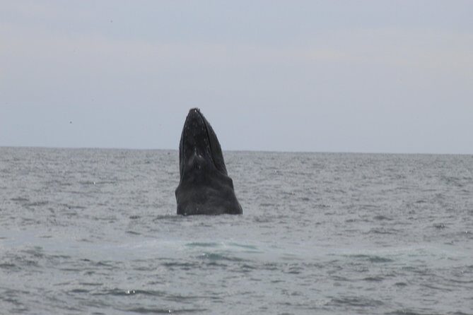 Whale Watching Shared Tour - Practical Details