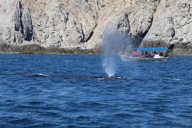 Whale Watching Shared Tour - The Sum Up