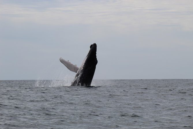 Whale Watching Shared Tour - FAQ