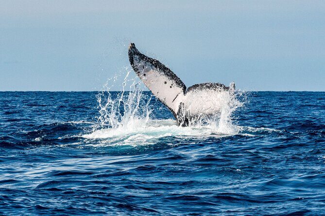 Whale Watching Snorkel Combo - An Introduction to the Cabo Whale Watching & Snorkeling Experience