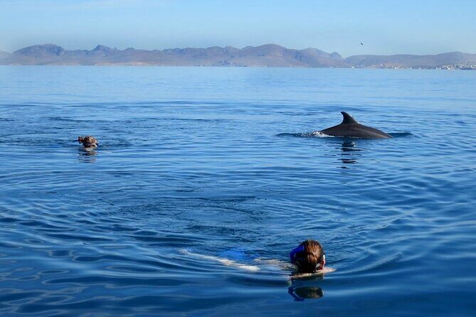 Whale Watching Snorkel Combo - The Real Value: What Reviews Say and How It Stacks Up