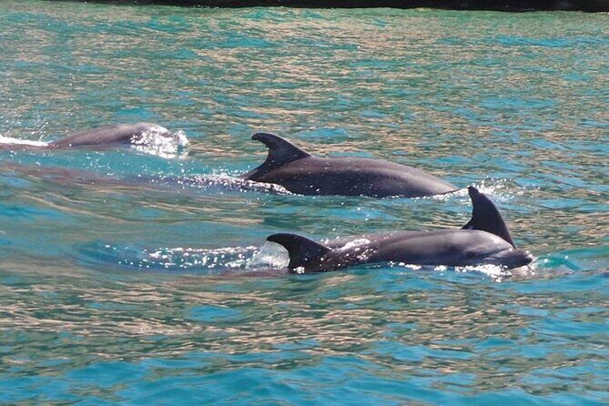 Whale Watching Snorkel Combo - Transportation, Timing, and Practicalities