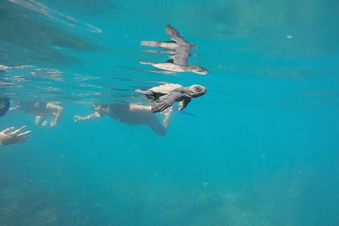 Whale Watching Snorkel Combo - In The Sum Up