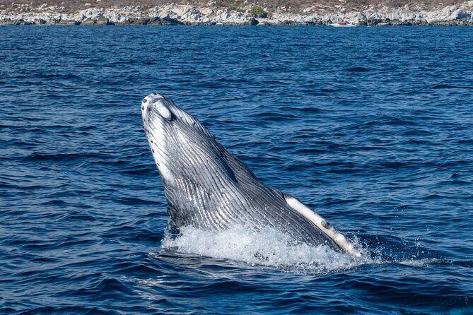 Whale Watching & Snorkeling Combo in Los Cabos with Photos Included - Deep Dive into the Itinerary