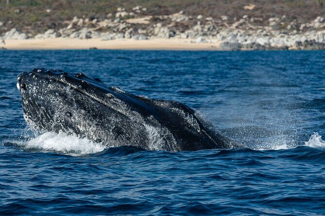 Whale Watching & Snorkeling Combo in Los Cabos with Photos Included - Practical Tips for Your Day
