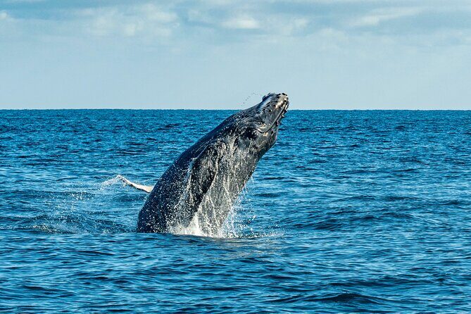 Whale Watching & Snorkeling Combo in Los Cabos with Photos Included - Final Thoughts