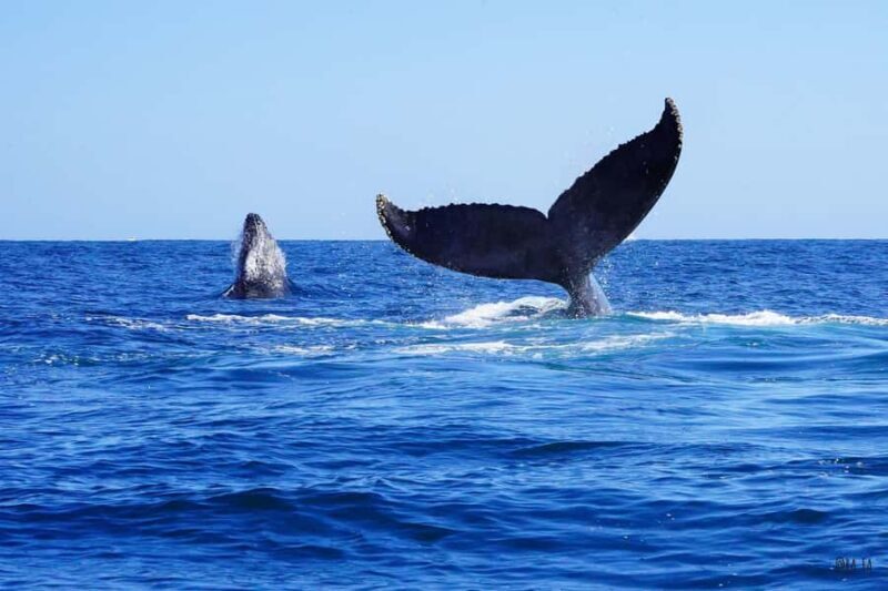 Whale watching, snorkeling, lunch, and drinks in Cabo San Lucas - Starting Point and Overview