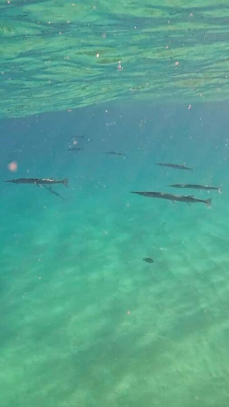 Whale watching, snorkeling, lunch, and drinks in Cabo San Lucas - Snorkeling at Pelican Rock