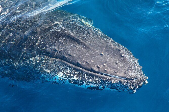 Whale Watching Sydney 2-Hour Express Cruise - Key Points