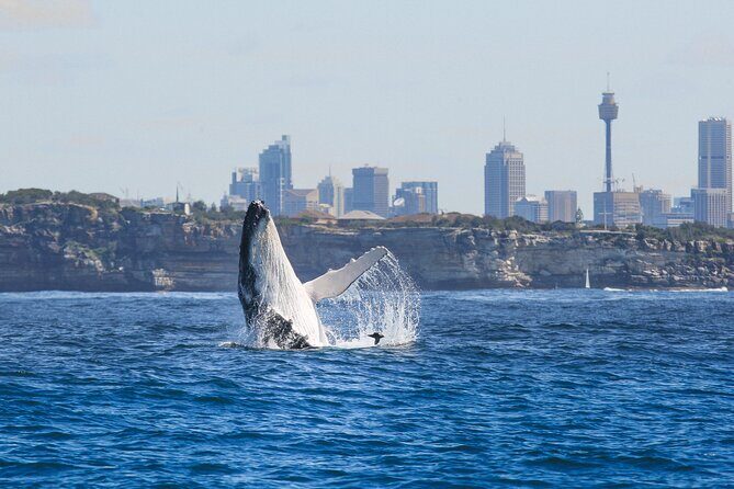 Whale Watching Sydney 2-Hour Express Cruise - Analyzing the Value