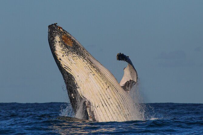 Whale Watching Sydney 2-Hour Express Cruise - The Sum Up: Who Will Love This Tour?