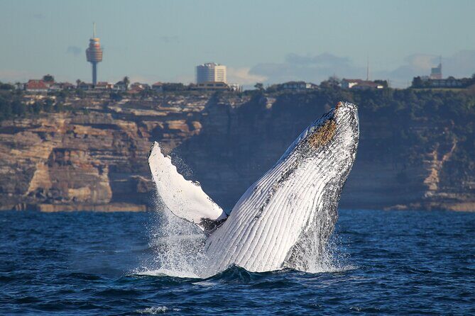 Whale Watching Sydney 2-Hour Express Cruise - FAQs