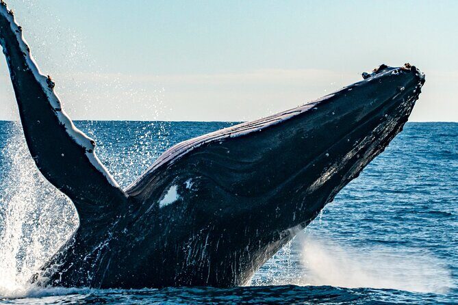 Whale Watching Sydney - A Closer Look: What to Expect on the Cruise