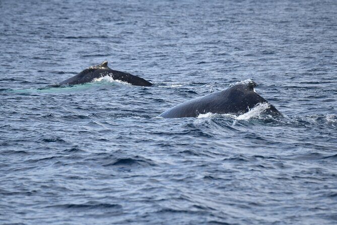 Whale Watching Sydney - FAQs