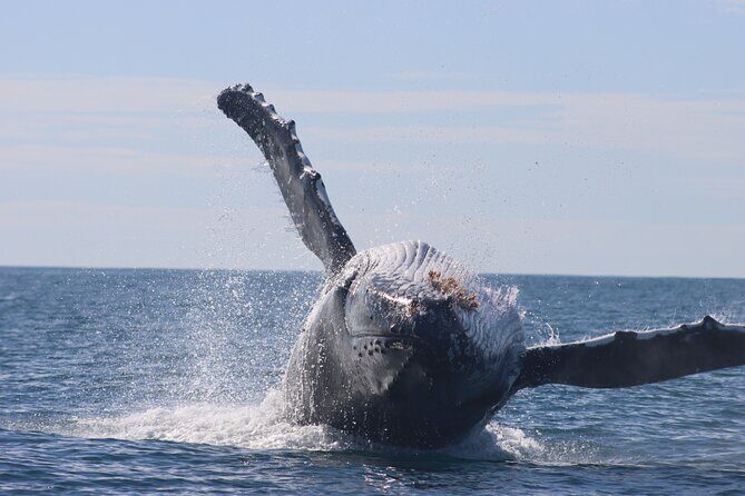Whale Watching Terrigal - The Itinerary Breakdown