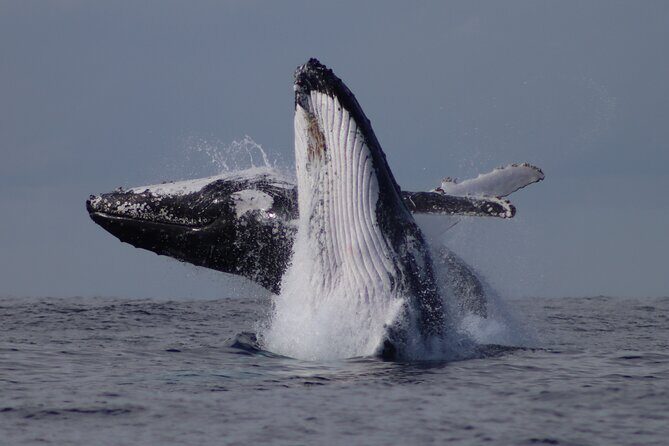 Whale Watching Terrigal - Practical Tips for a Great Trip